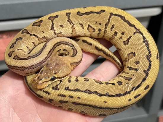 Leopard Pinstripe Vanilla/fire Het Clown Ball Python by Constricted ...