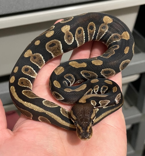 Chocolate Het Desert Ghost 50% Het Hypo Ball Python by Constricted Reptiles