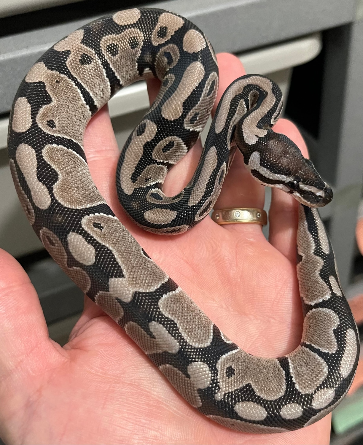 Vpi Axanthic Het Pied Ball Python by Constricted Reptiles - MorphMarket