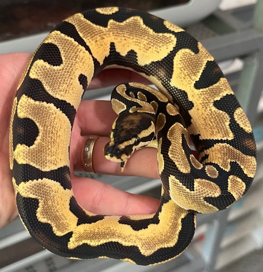Orange Dream Yellow Belly Het Pied Ball Python by Constricted Reptiles