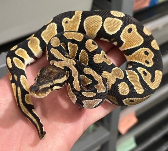 Orange Dream Double Het DG Clown Ball Python by Constricted Reptiles
