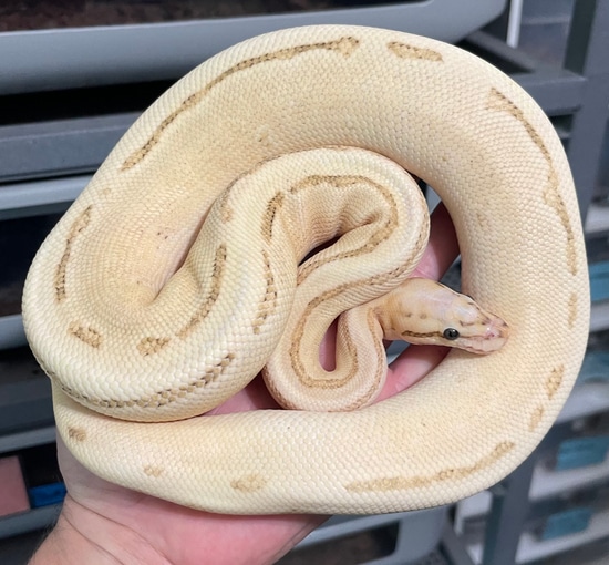 Orange Dream Pinstripe Vanilla Cream Ball Python by Constricted Reptiles
