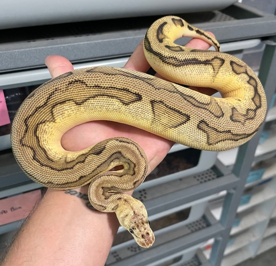 Pastel Genetic Stripe Clown Ball Python by Constricted Reptiles