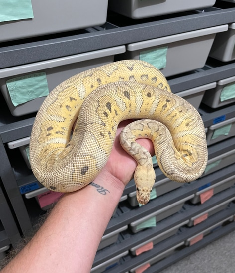 Killer Clown 50% Het Genetic Stripe Ball Python by Constricted Reptiles