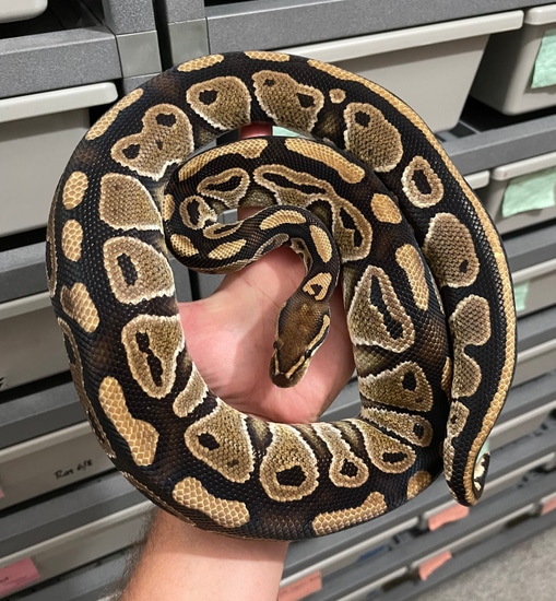 Het Clown 50% Het Albino Ball Python by Constricted Reptiles