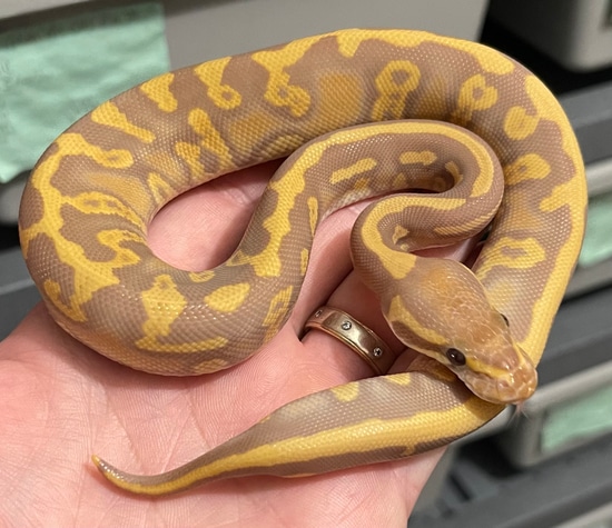 Acid Mojave Ultramel Ball Python by Constricted Reptiles
