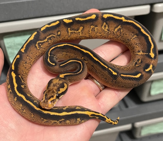 Acid Super Gravel Ball Python by Constricted Reptiles
