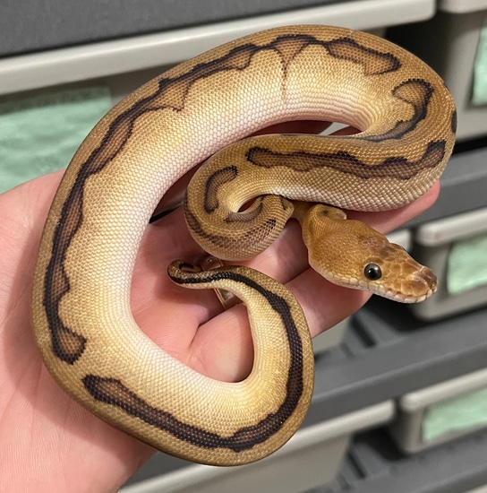 Genetic Stripe Clown Ball Python by Constricted Reptiles