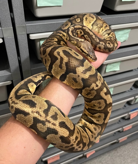 Super Pastel Acid Ball Python by Constricted Reptiles