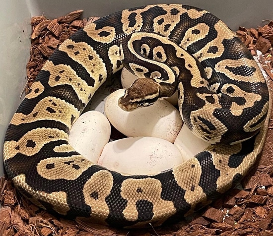 Pastel Acid Ball Python by Constricted Reptiles