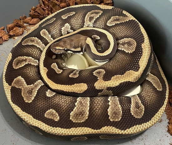 Acid Mojave Ball Python by Constricted Reptiles