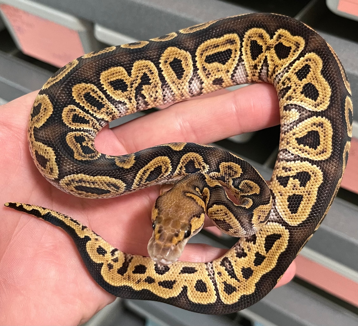 Ghi Clown Ball Python by Constricted Reptiles - MorphMarket