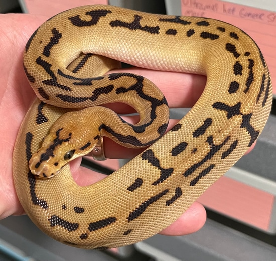 Enchi Batman Ball Python by Constricted Reptiles
