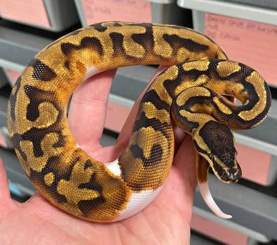 Enchi Pied 66% Het Clown Ball Python by Constricted Reptiles