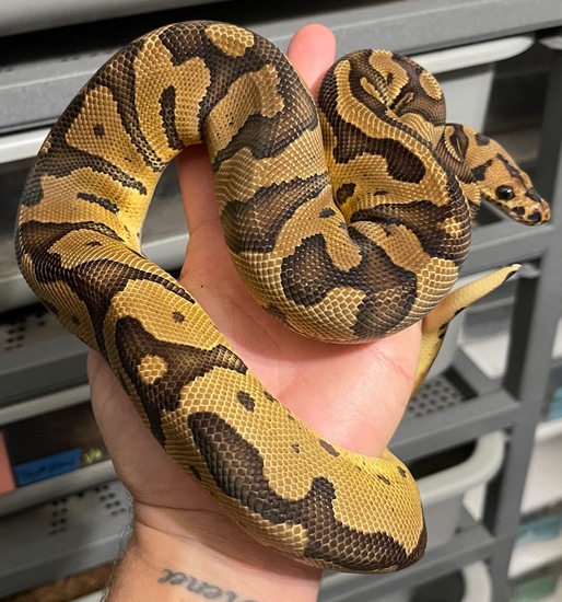 Breeder Acid Clown Ball Python by Constricted Reptiles