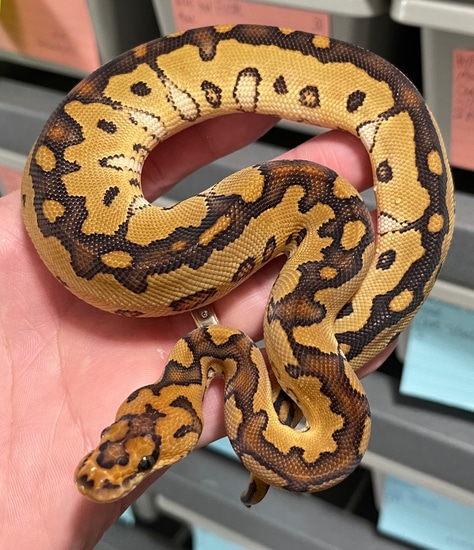 Special Clown Ball Python by Constricted Reptiles