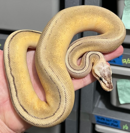 Super Pastel Genetic Stripe Het Clown Ball Python by Constricted Reptiles