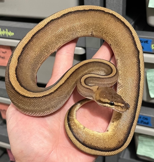 Genetic Stripe Het Clown 50% Het Albino Ball Python by Constricted Reptiles