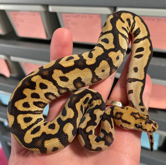 Spotnose Clown Ball Python by Constricted Reptiles