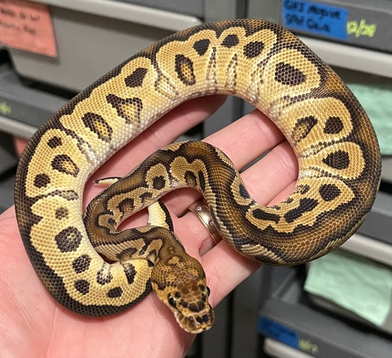 Trick Clown Aka (Hurricane Clown) Ball Python by Constricted Reptiles