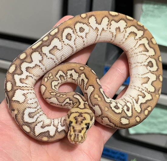 Trick Spotnose Lesser Clown Ball Python by Constricted Reptiles