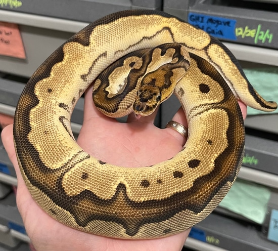 Orange Dream Clown Het Pied Ball Python by Constricted Reptiles