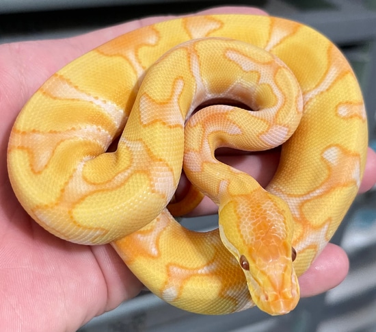 Enchi Lavender Pos Od/yb Ball Python by Constricted Reptiles