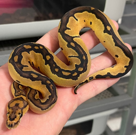 Blade Clown Ball Python by Constricted Reptiles