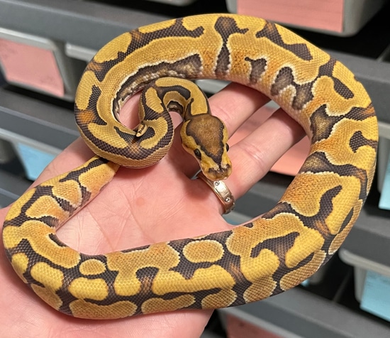 Enchi Hypo Puzzle Ball Python by Constricted Reptiles