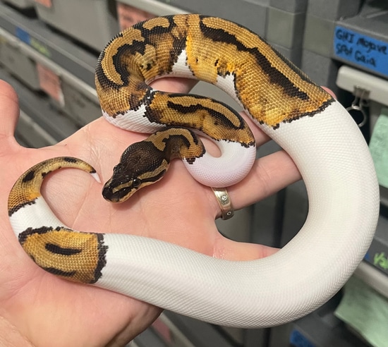 Pied Het Ultramel Ball Python by Constricted Reptiles