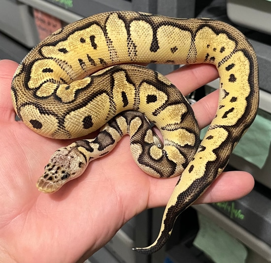 Pastel Clown Het DG Ball Python by Constricted Reptiles