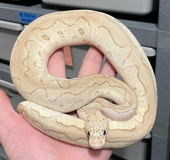 Pastel Butter Clown Het Genetic Stripe Ball Python by Constricted Reptiles