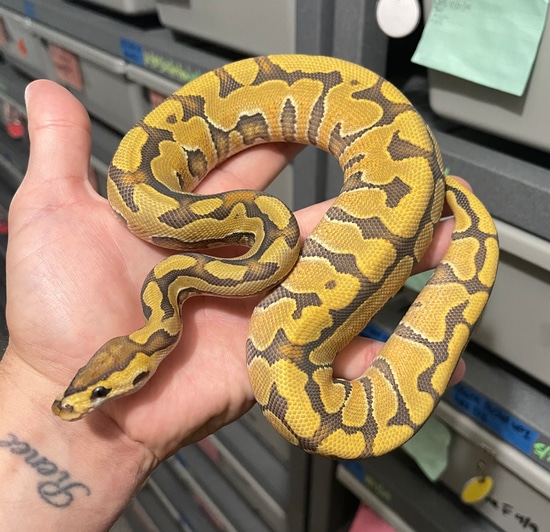 Enchi Hypo Puzzle Ball Python by Constricted Reptiles