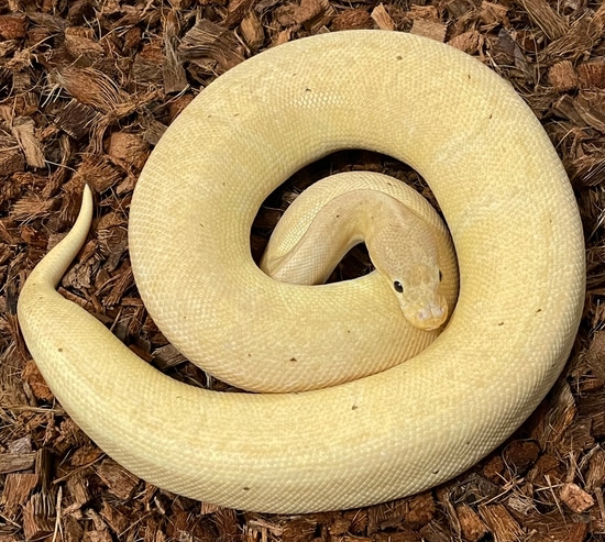 Coral Glow Acid Ball Python by Constricted Reptiles