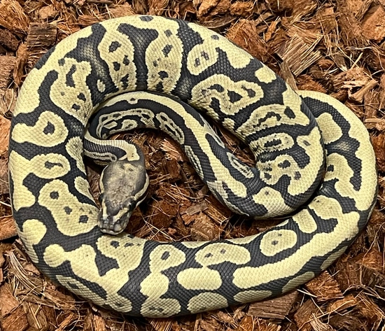 Hypo Acid Ball Python by Constricted Reptiles