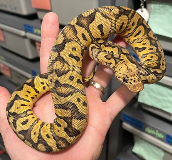 Acid Pastel Clown Het DG Ball Python by Constricted Reptiles