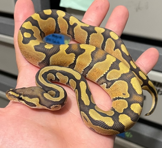 Enchi Hypo Double Het DG Puzzle Ball Python by Constricted Reptiles