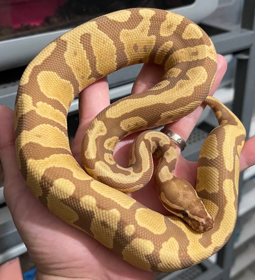 Acid Ultramel Ball Python by Constricted Reptiles
