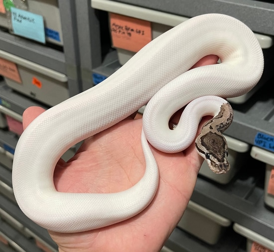 YB Pinstripe VPI Axanthic Pied Ball Python by Constricted Reptiles