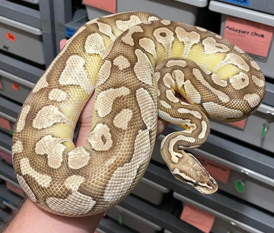 Pastel Lesser Het Ultramel Ball Python by Constricted Reptiles
