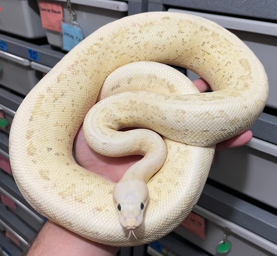 Acid Vanilla Scream Pinstripe Ball Python by Constricted Reptiles