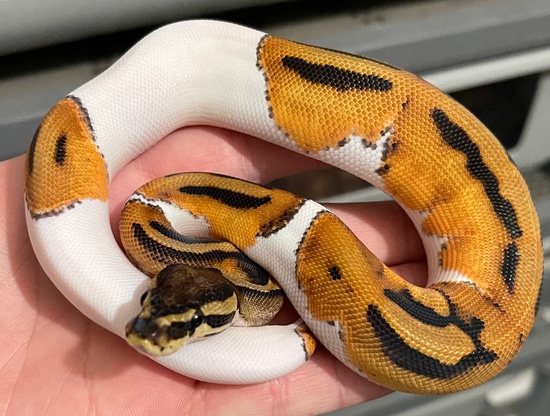 OD Pied Het Ultramel Ball Python by Constricted Reptiles