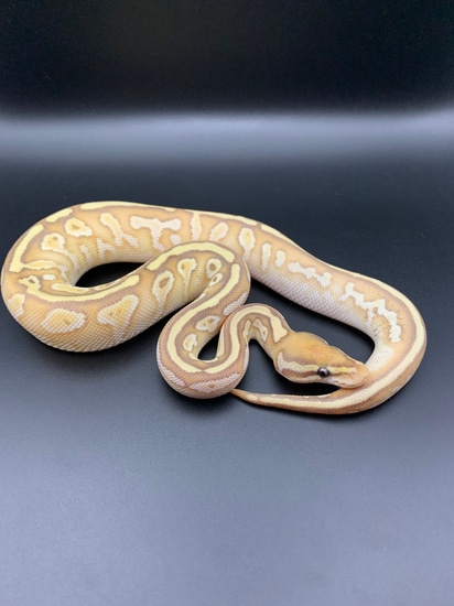 Banana Lesser Het Clown Ball Python by Constricting Creations