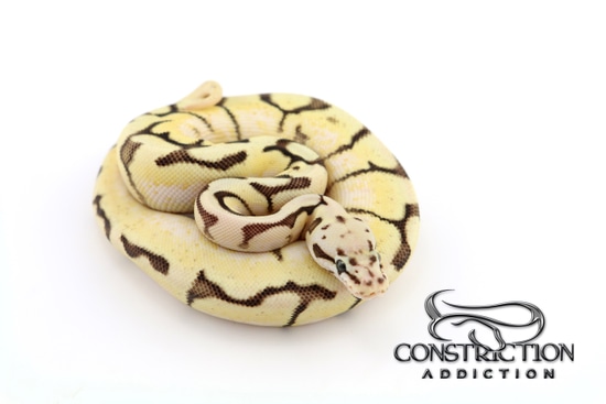 Orange Dream Vanilla Bumblebee Ball Python by Constriction Addiction