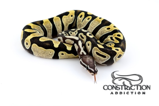 Butter Scaleless Ball Python by Constriction Addiction