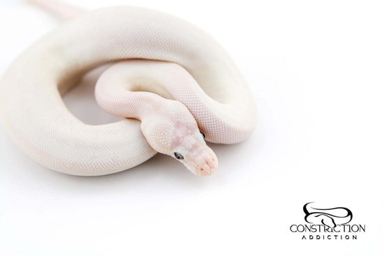 Super Lesser Scaleless Head Ball Python by Constriction Addiction