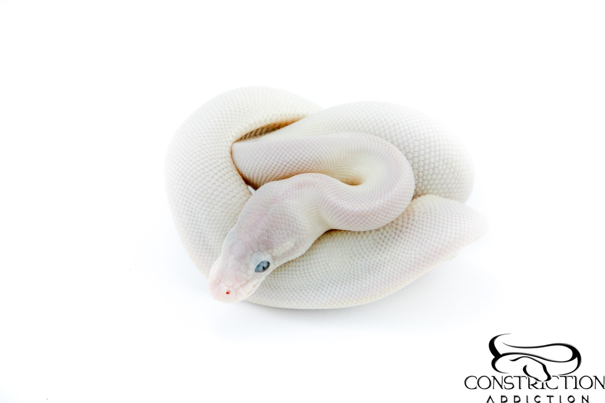 Hypo Super Mojave %50 Het Pied Ball Python by Constriction Addiction ...