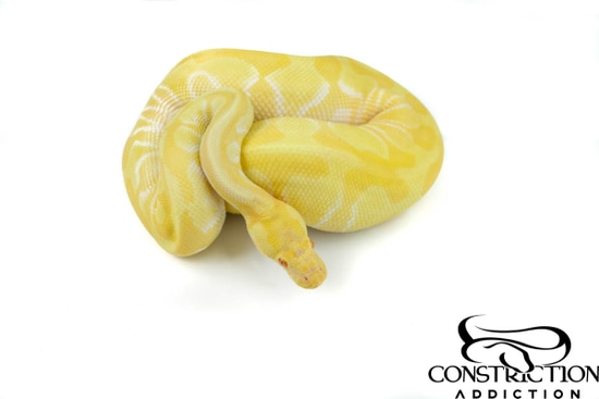 Enchi Lesser Albino Ball Python by Constriction Addiction