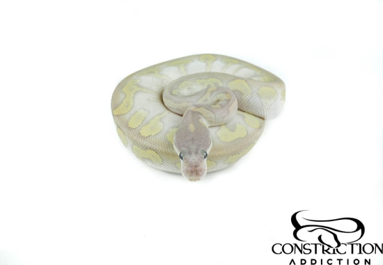 Super Mystic Clown Ball Python by Constriction Addiction