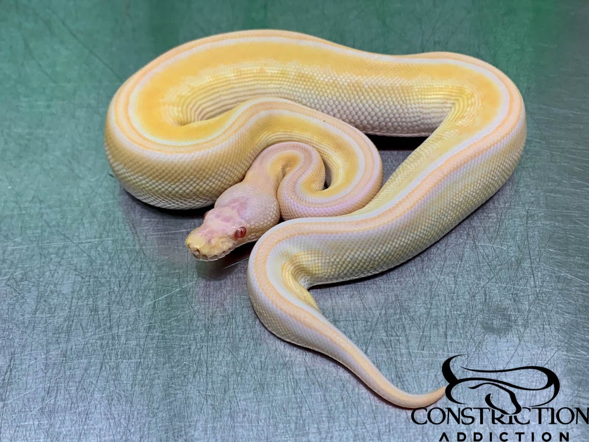 Lesser Mahogany Cinnamon Albino Ball Python by Constriction Addiction ...